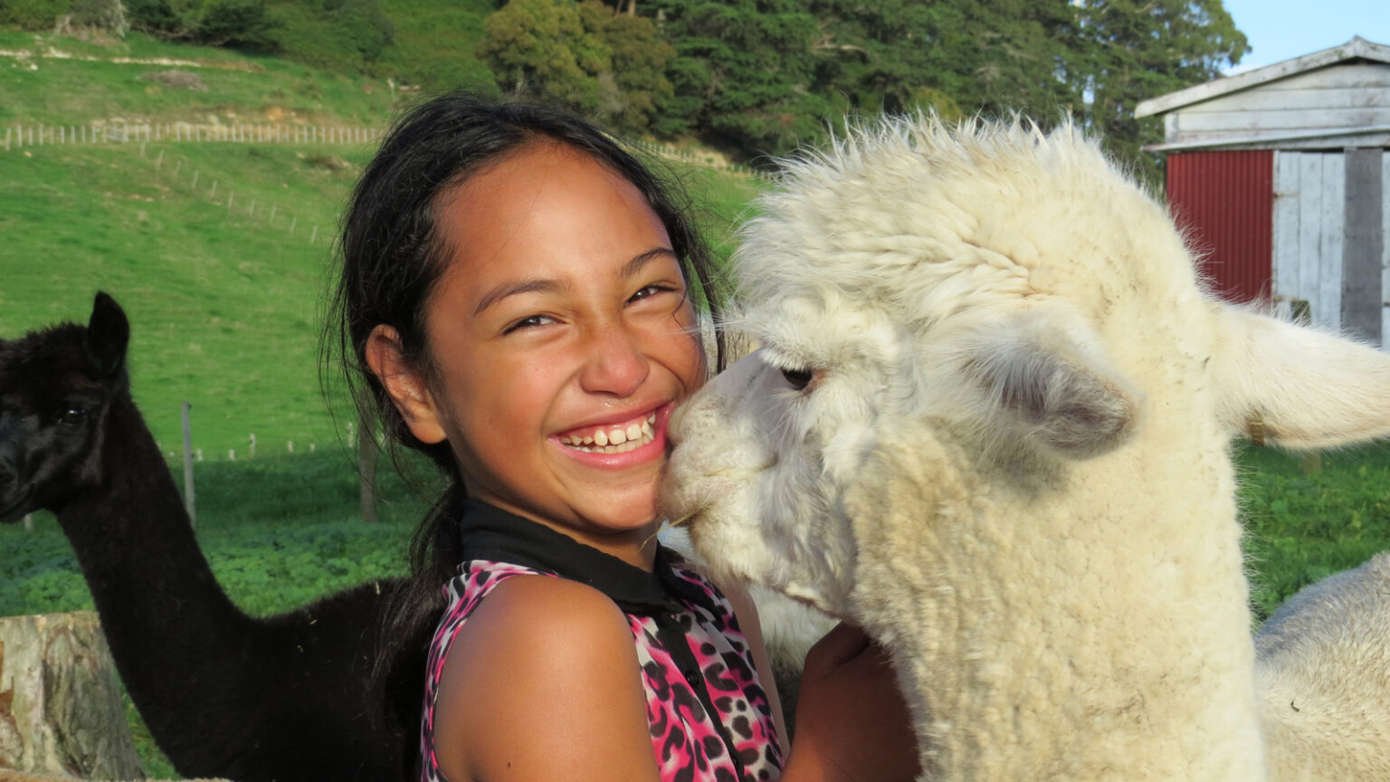 National Alpaca Day 2023 - Alpaca Association New Zealand