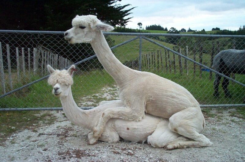 Reproduction - Alpaca Association New Zealand