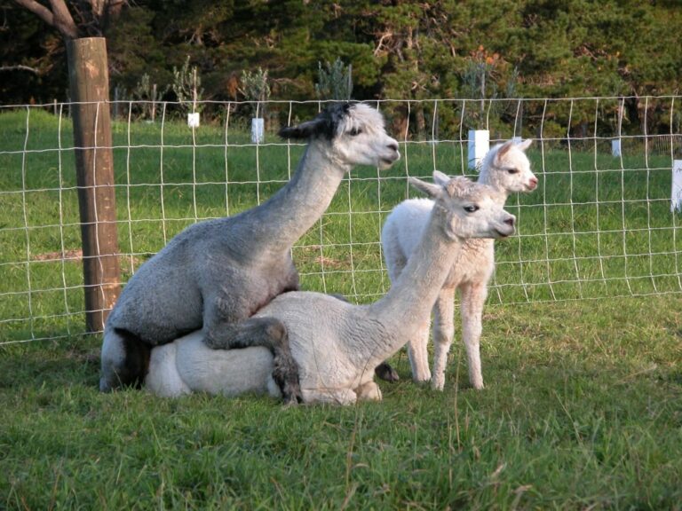 Reproduction - Alpaca Association New Zealand
