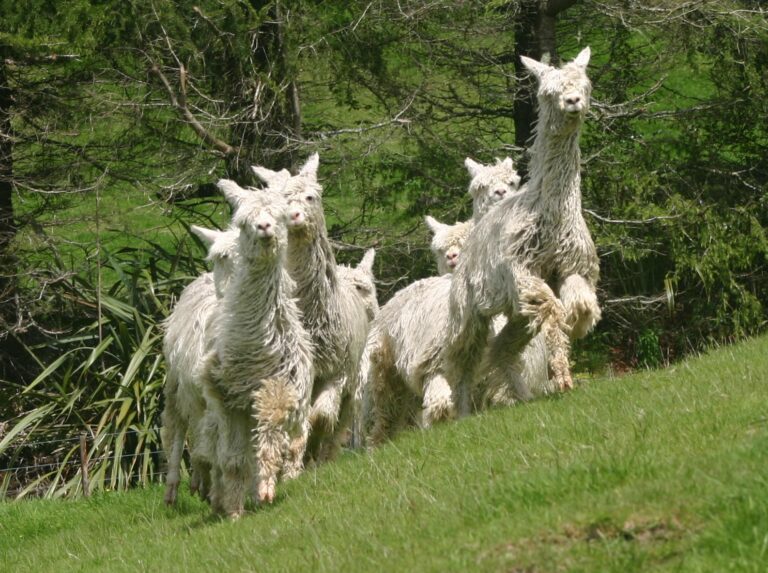Farming Alpaca - Alpaca Association New Zealand