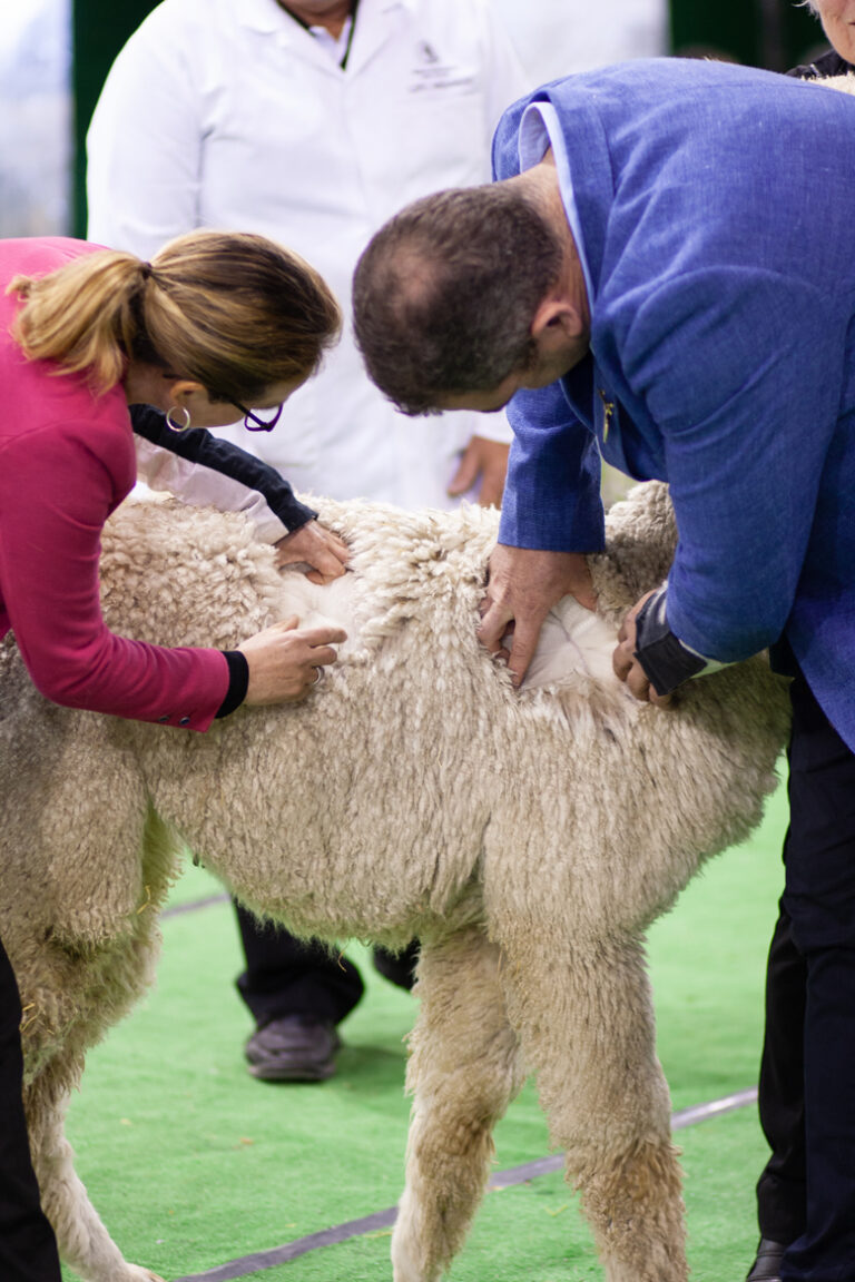 Showing - Alpaca Association New Zealand