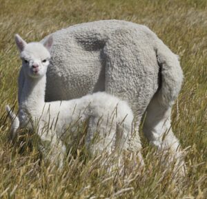 Neonatal and Cria Care - Alpaca Association New Zealand