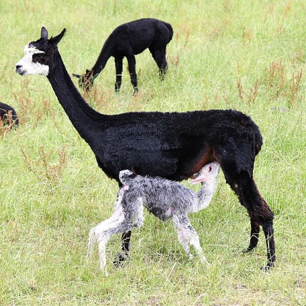 Birth - Alpaca Association New Zealand
