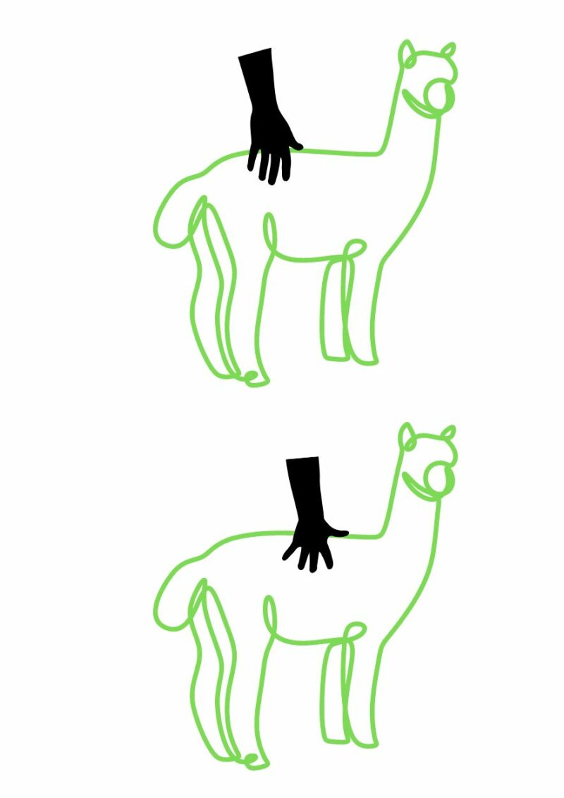 Observation and Body Score - Alpaca Association New Zealand