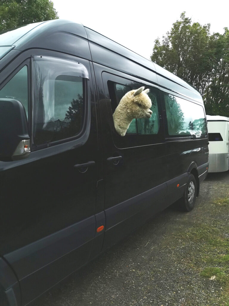 Transport - Alpaca Association New Zealand