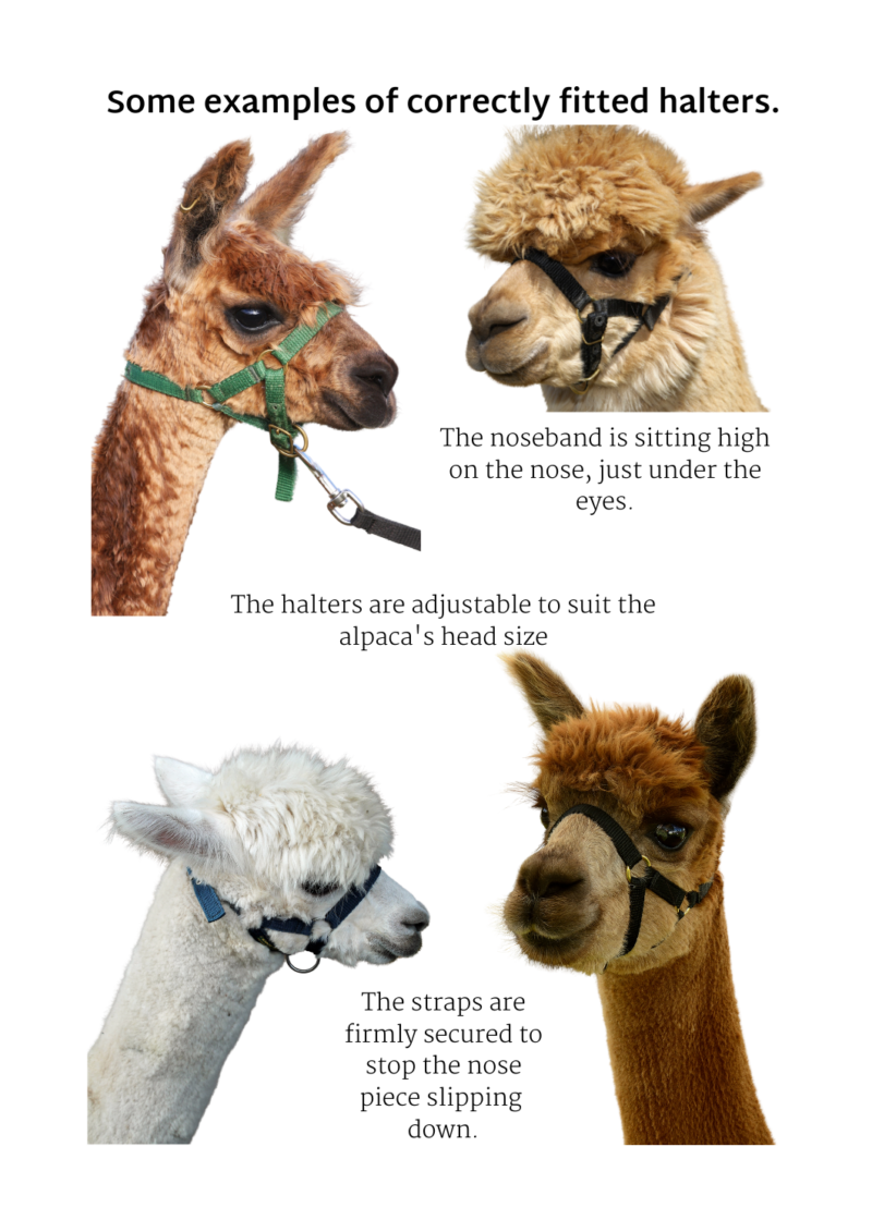 Behaviour and Training - Alpaca Association New Zealand