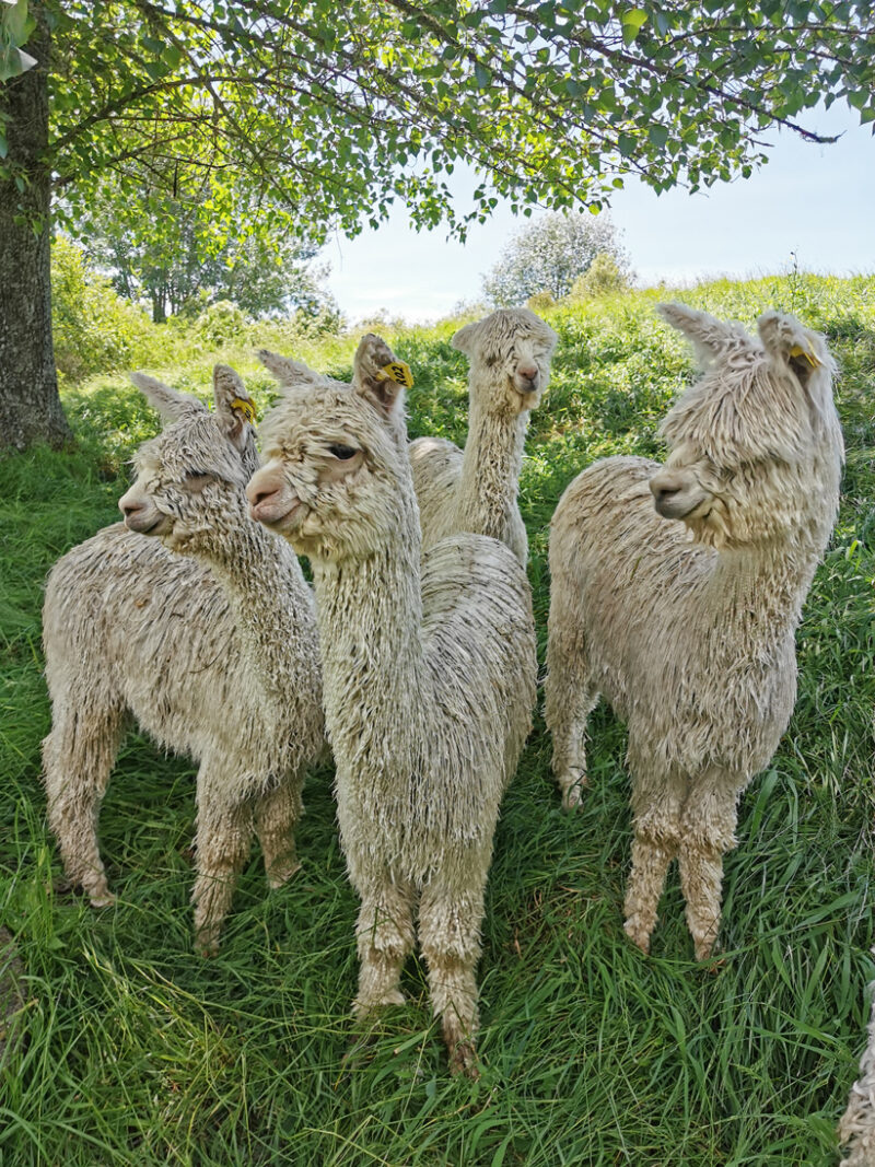 Shelter and Shade - Alpaca Association New Zealand