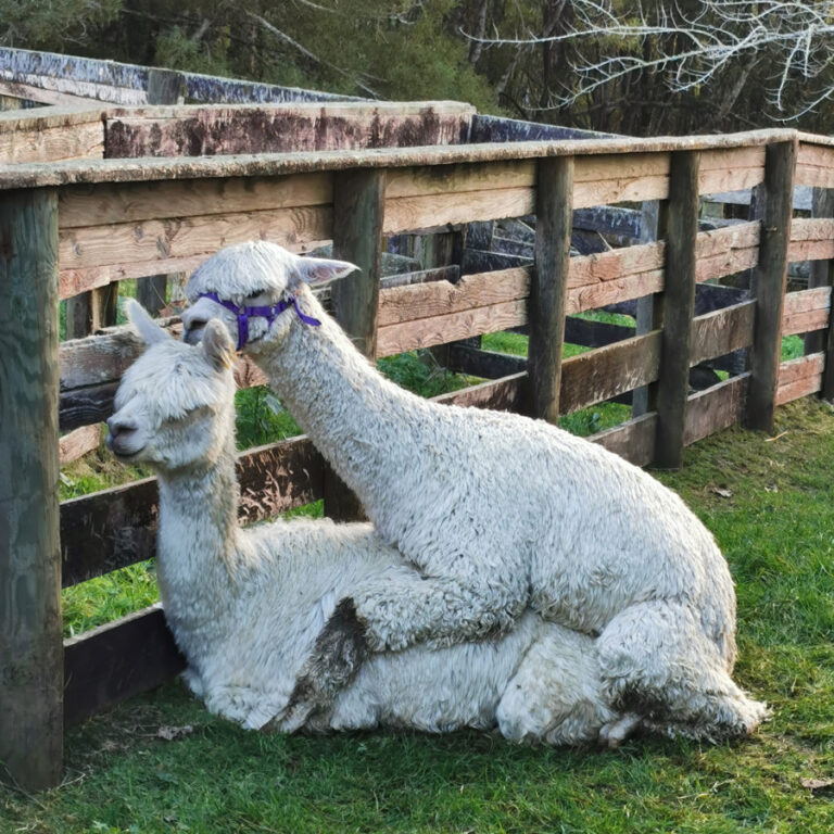 Reproduction - Alpaca Association New Zealand
