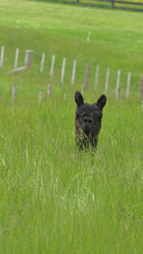 Feed Requirements - Alpaca Association New Zealand