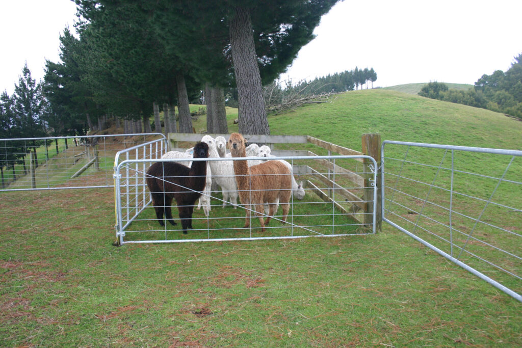 Fencing and Yards - Alpaca Association New Zealand