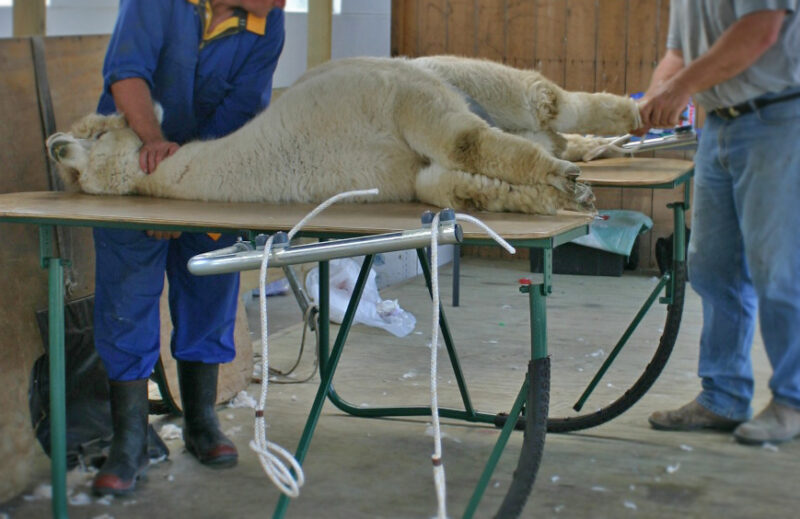 Shearing - Alpaca Association New Zealand