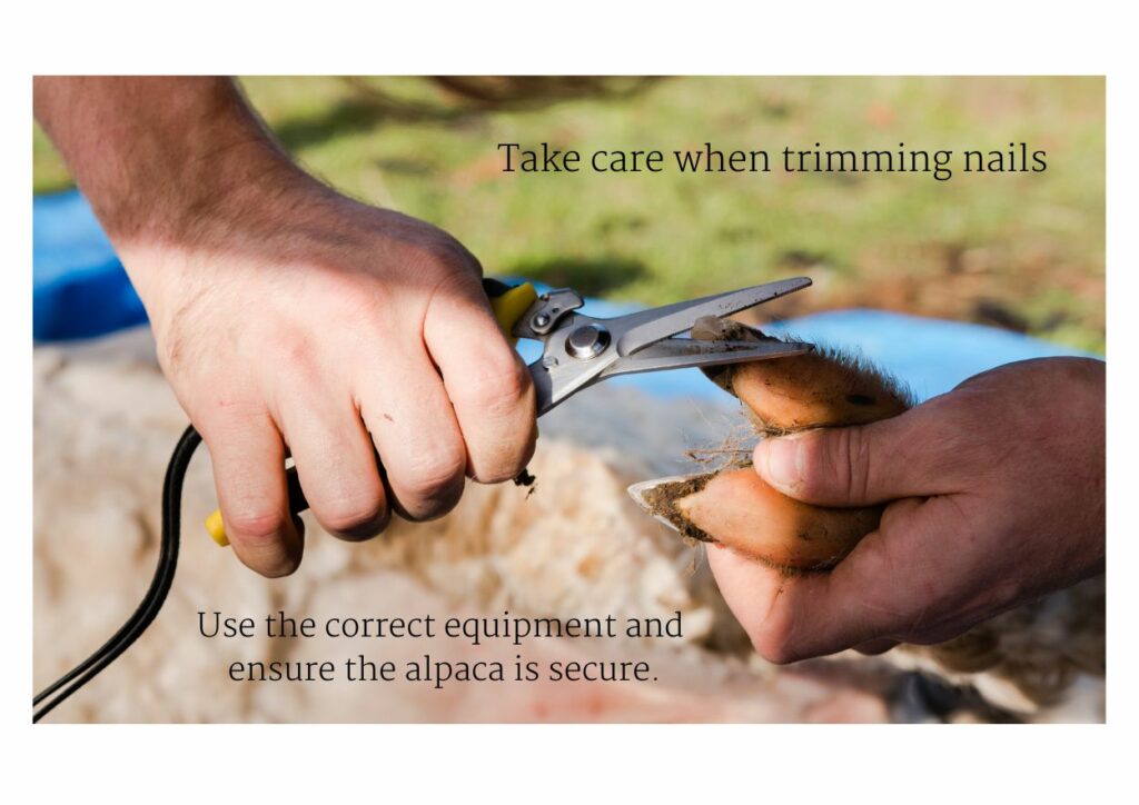 Toenail Clipping - Alpaca Association New Zealand