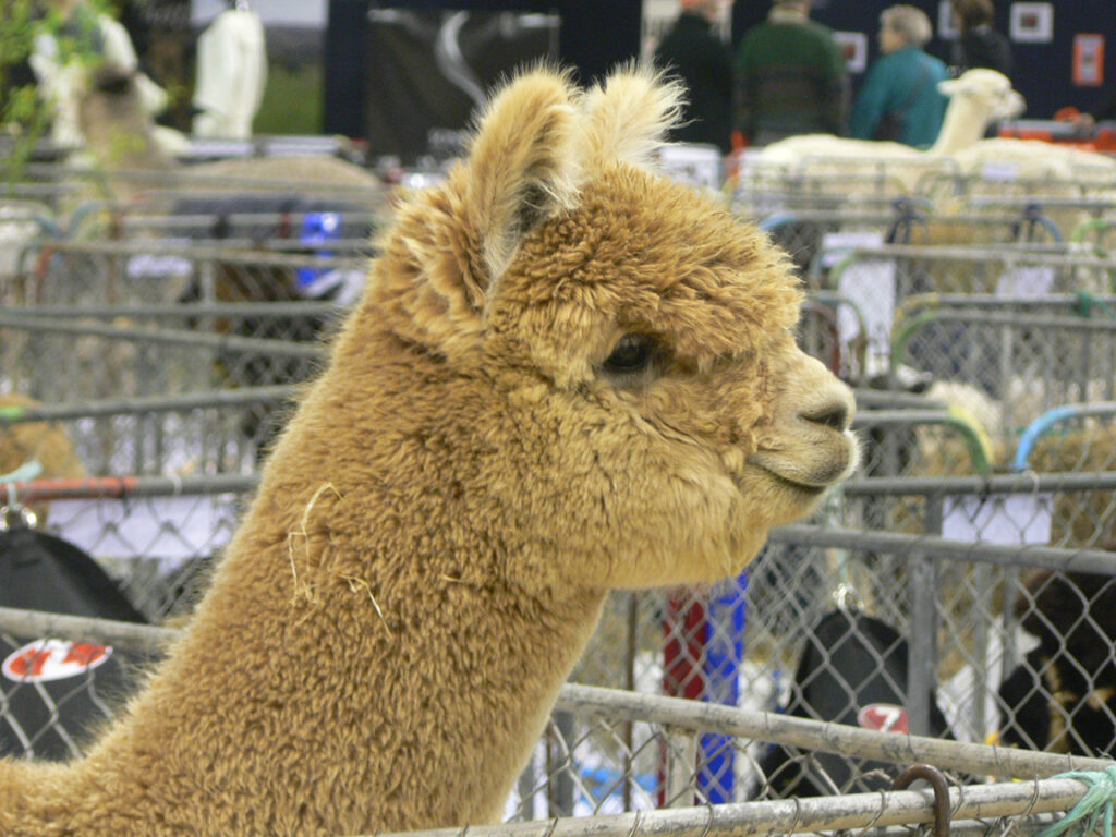 Welcome - Alpaca Association New Zealand