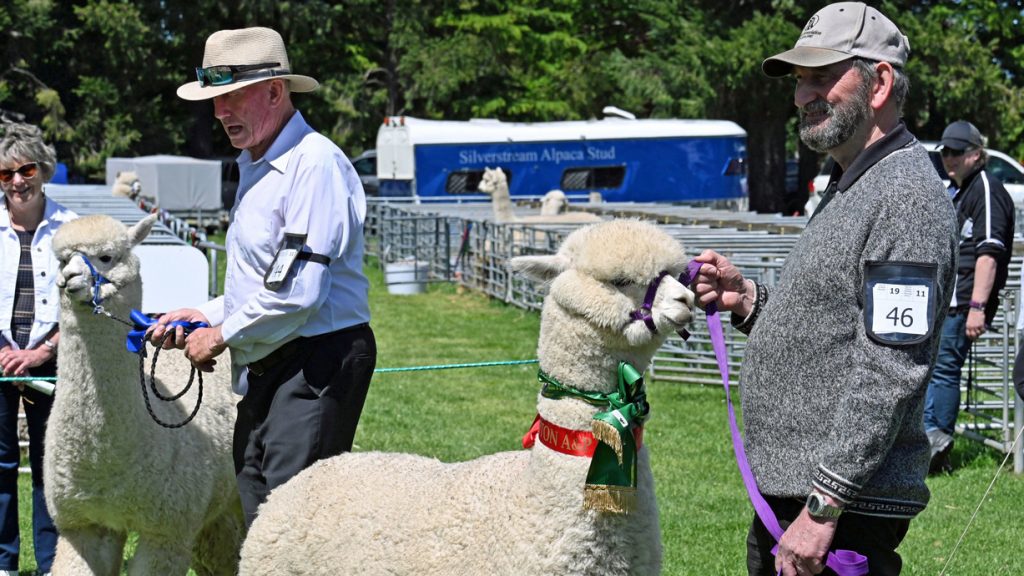 Alpaca Association of New Zealand