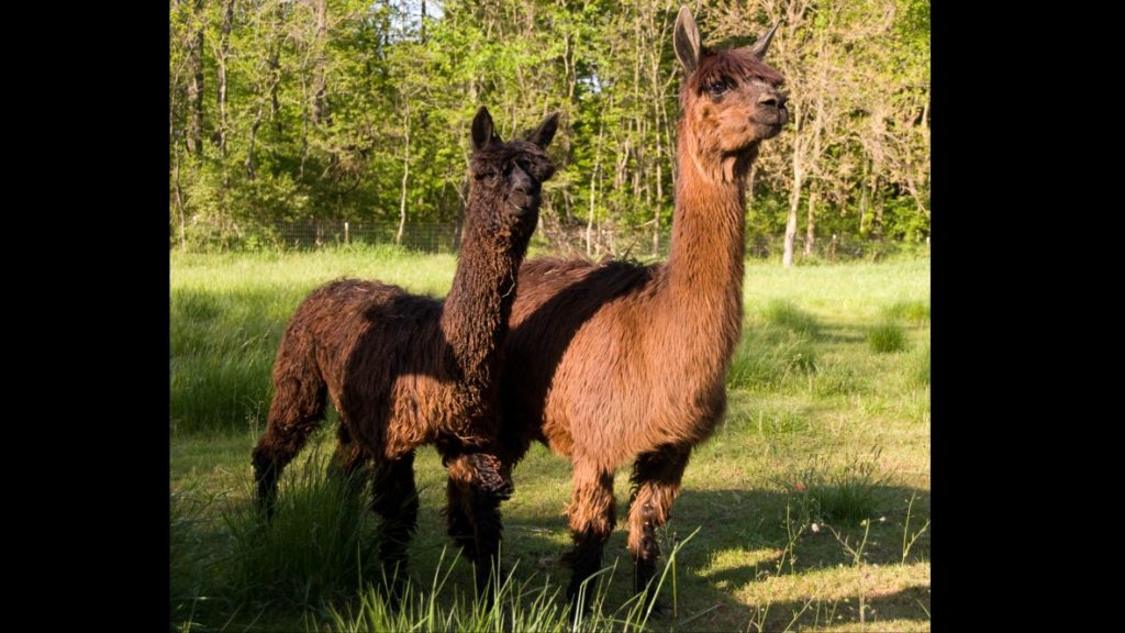 Alpaca Association of New Zealand