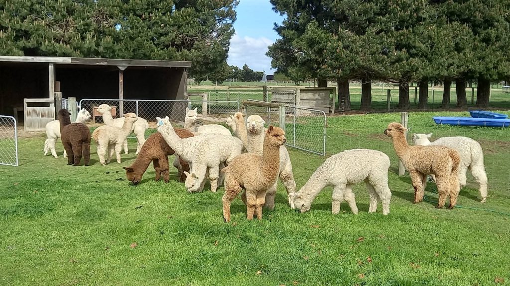Alpaca Association of New Zealand